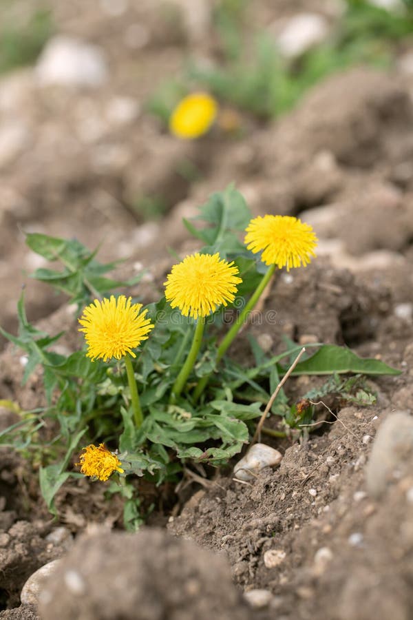 Dandelion Flower (Genus Taraxacum). Stock Image - Image of blossom ...