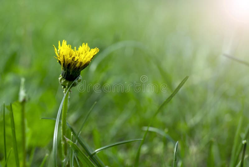 Dandelion Flower on Green Grass, Front View, Copyspace Stock Image ...