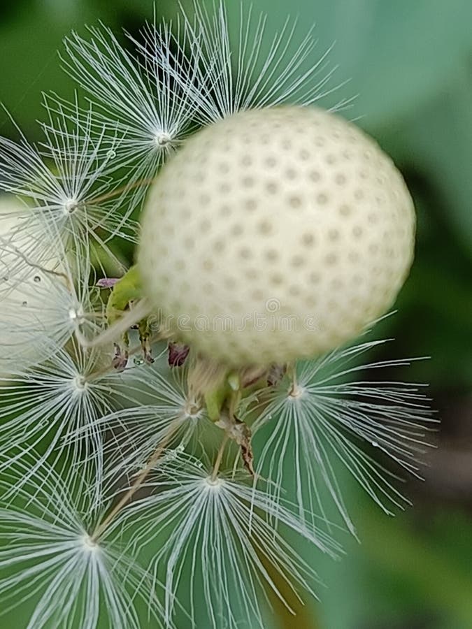 Dandelion Flower Has Faded Stock Photos - Free & Royalty-Free Stock ...
