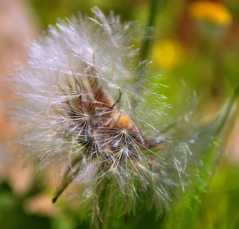 A Dandelion Flower Head Composed of Numerous Small Florets Stock Photo ...