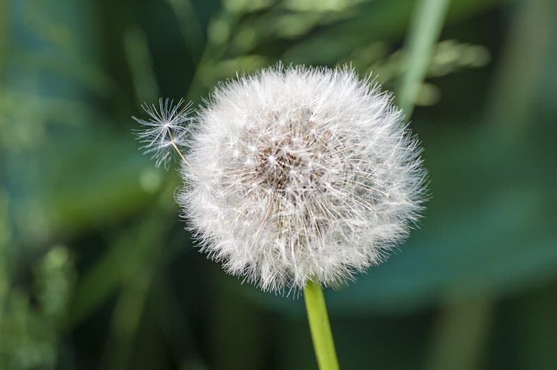 Dandelion Flower Head Floret Seed Feathers Meadow Stock Image - Image ...