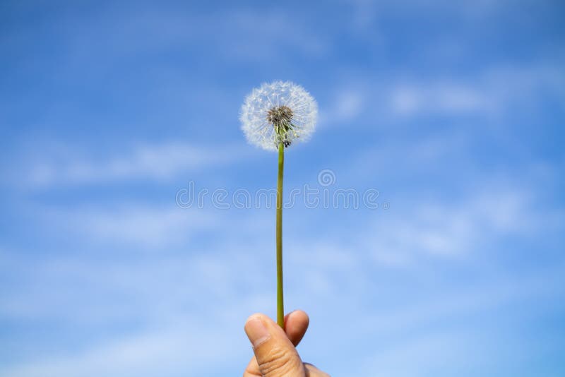 Dandelion, the Flower of Hope in the Blue Sky in the Bright Morning ...
