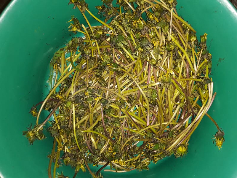 Dandelion Flower Jam Making Technology Stock Image - Image of landscape ...