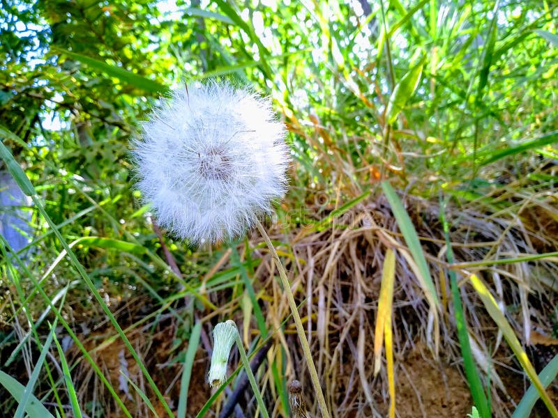 1,001 Nature Unedited Stock Photos - Free & Royalty-Free Stock Photos ...