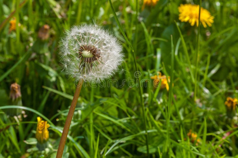 Dandelion Flower Real Macro Stock Image - Image of seed, beautiful ...