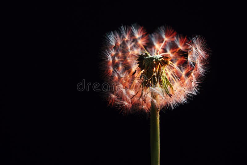 Dandelion Flower with Red Backlight Stock Photo - Image of flower ...