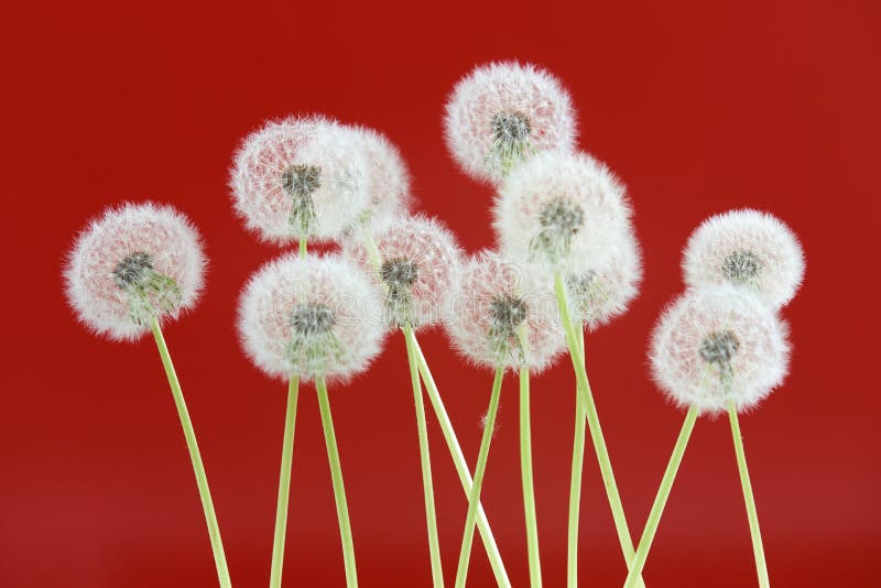 484 Dandelion Dark Red Maroon Background Stock Photos - Free & Royalty ...