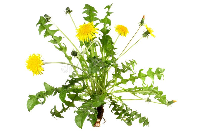 Dandelion Flower with Root for Medical Use on White Background Stock ...