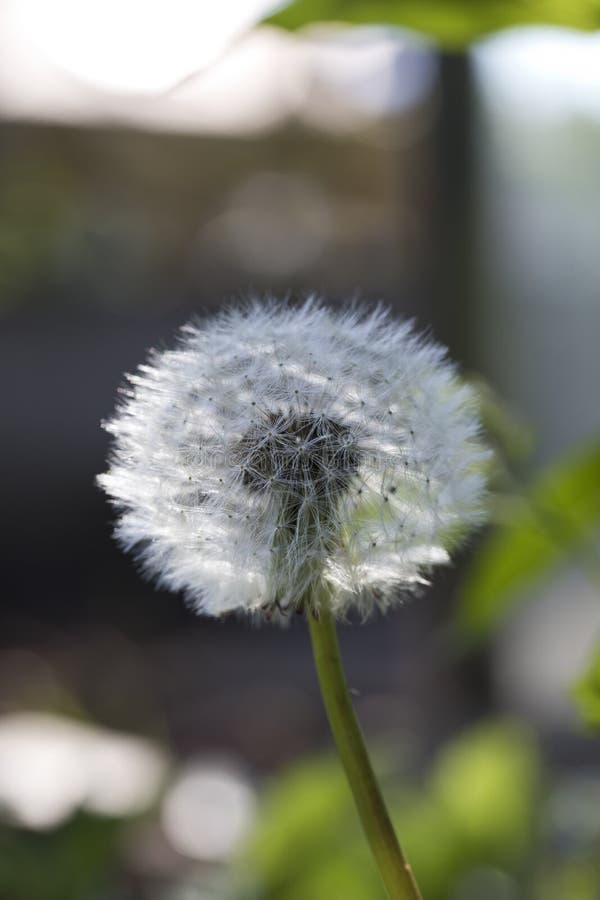 Dandelion Flower in Seed with a Garden Background, England, UK Stock ...