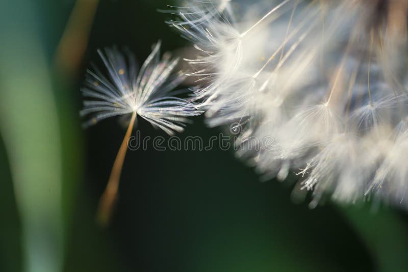 Dandelion seed stock photo. Image of botanic, detail, soft - 2494172