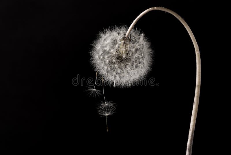 Dandelion Flower with Dandelion Seeds Falling Down on Black Background ...