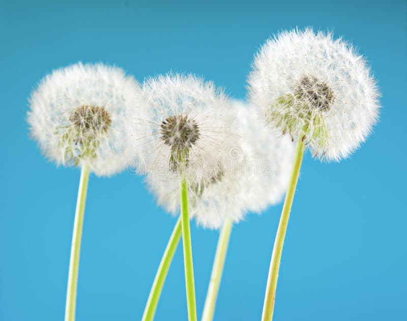 Dandelion Flower on Sky Background. Object on Blue. Spring Concept ...