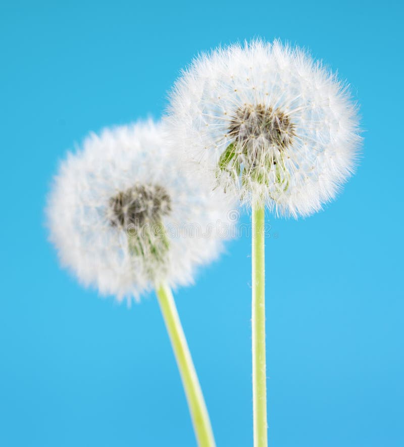 Dandelion Flower on Sky Background. Object Isolated on Blue. Spring ...