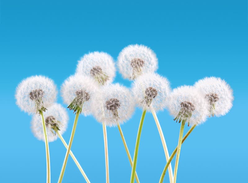 Dandelion Flower on Sky Background, Spring Landscape Concept Stock ...