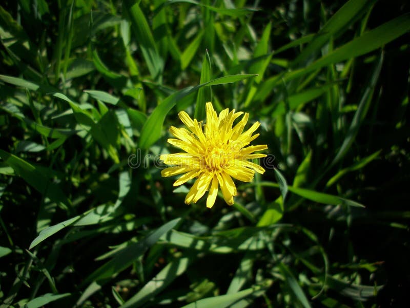 Dandelion flower stock photo. Image of small, view, shot - 84969670