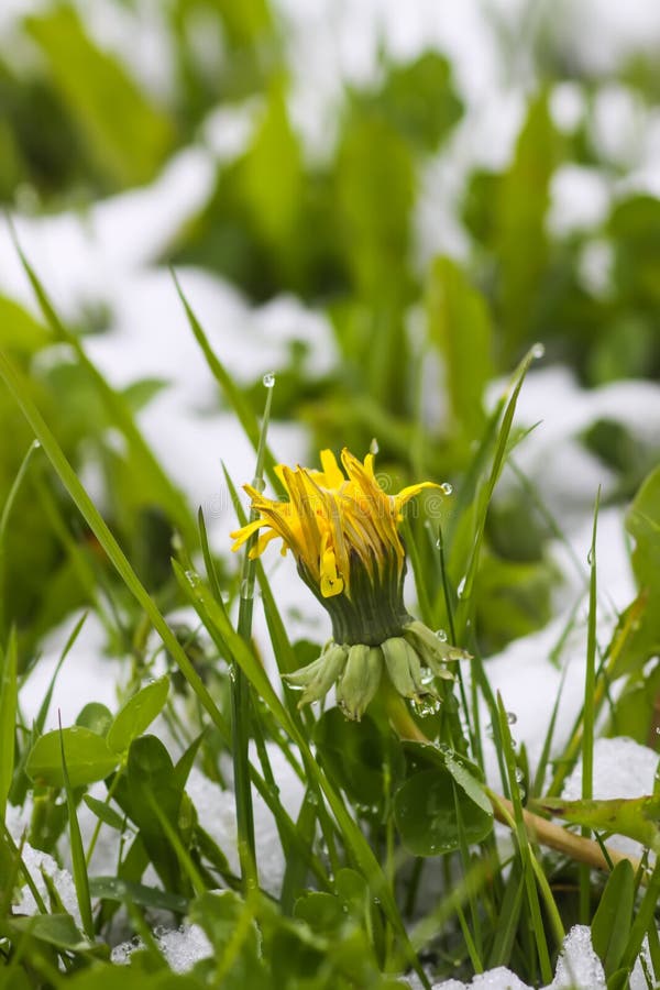 Dandelion Flower in Snow. Nature Details after the Unexpected Snowfall ...