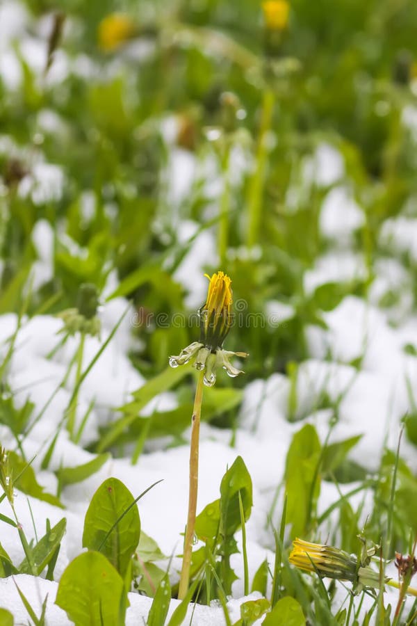 Dandelion Flower in Snow. Nature Details after the Unexpected Snowfall ...