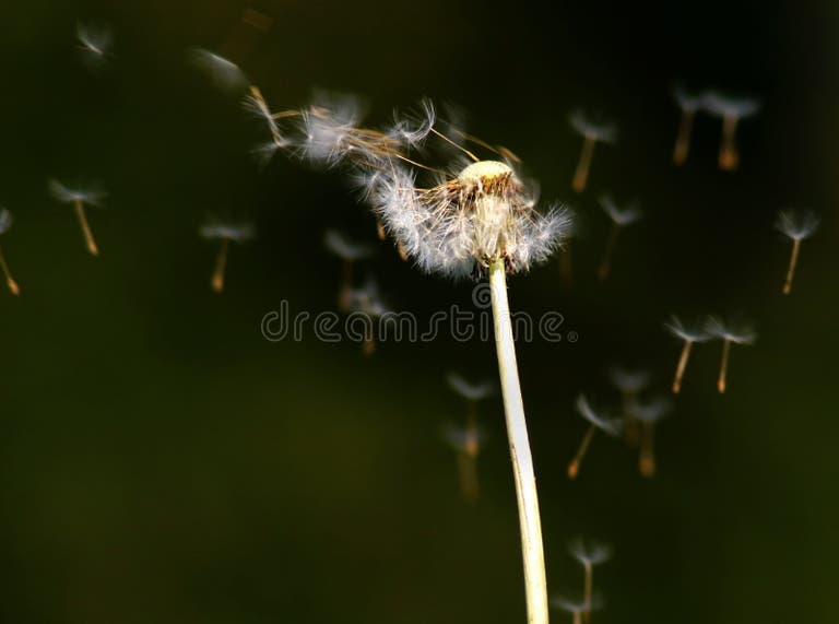 1,398 Dandelions Blowing Seeds Wind Stock Photos - Free & Royalty-Free ...