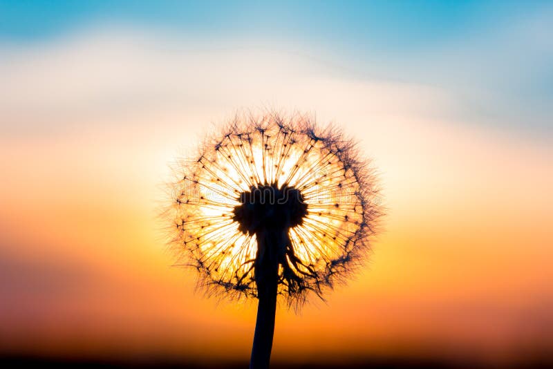 Dandelion Flower with Sunset Stock Image - Image of fiery, dandelion ...
