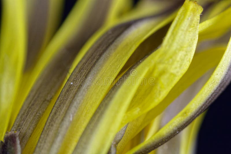 Dandelion Flower Under the Microscope. Stock Image - Image of ...