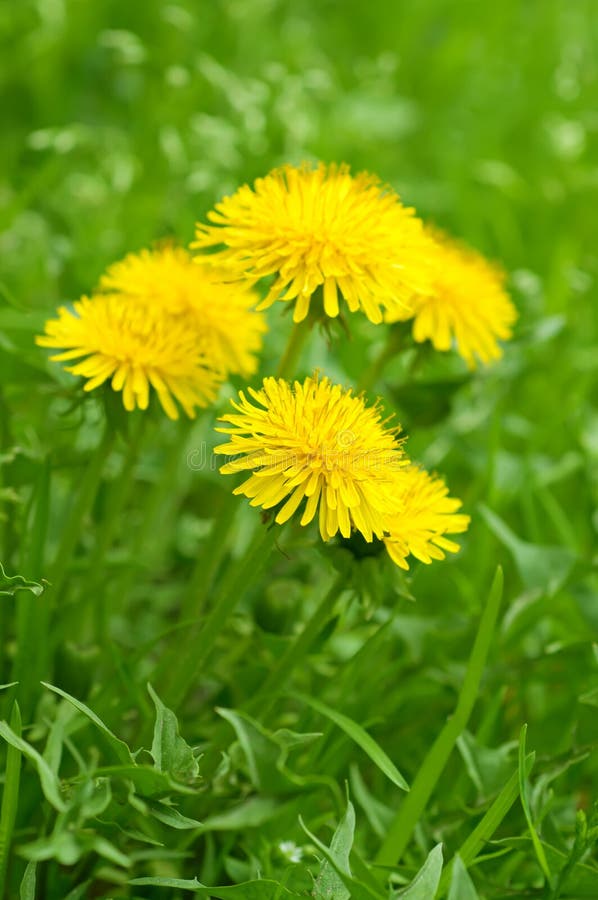 Dandelion flower stock image. Image of bloom, agriculture - 31220309