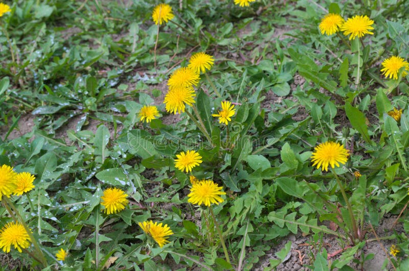 Dandelion Flowering at Spring Stock Image - Image of flowering, beauty ...