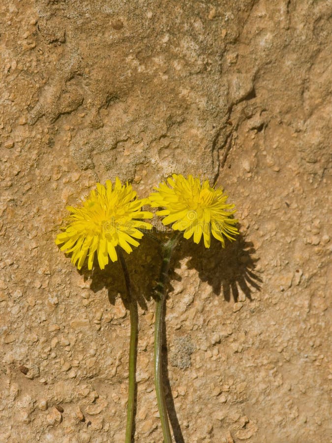 Dandelion flowers stock photo. Image of rough, sunlit - 14276238