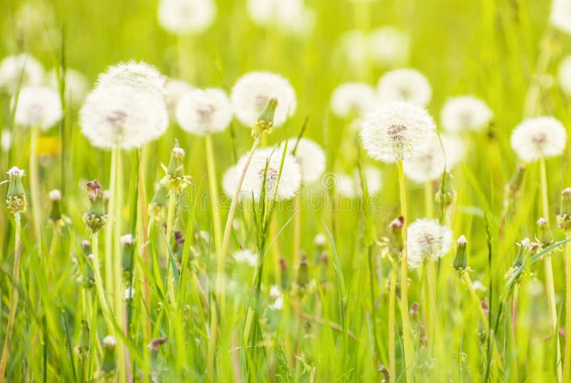 Dandelion flowers in field stock photo. Image of flowers - 38867716