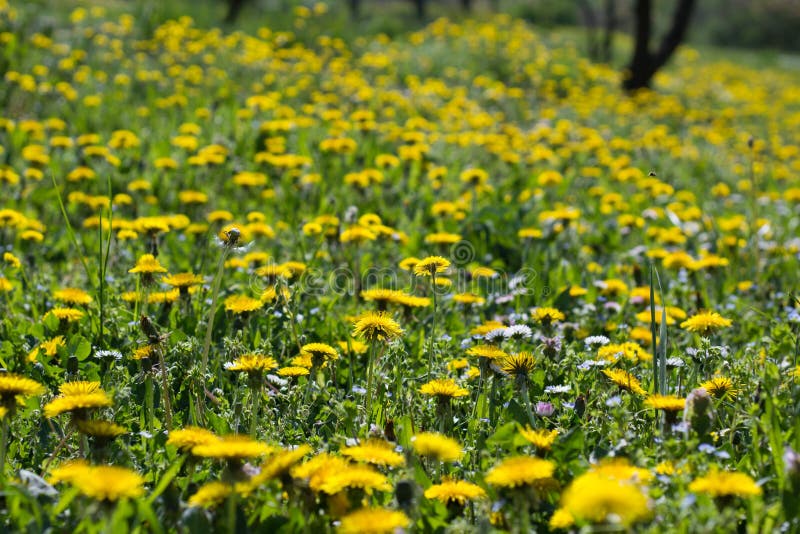Dandelion Flowers Field stock image. Image of farm, garden - 92041585