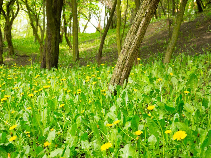 Dandelion flowers forest stock image. Image of dandelion - 40150101