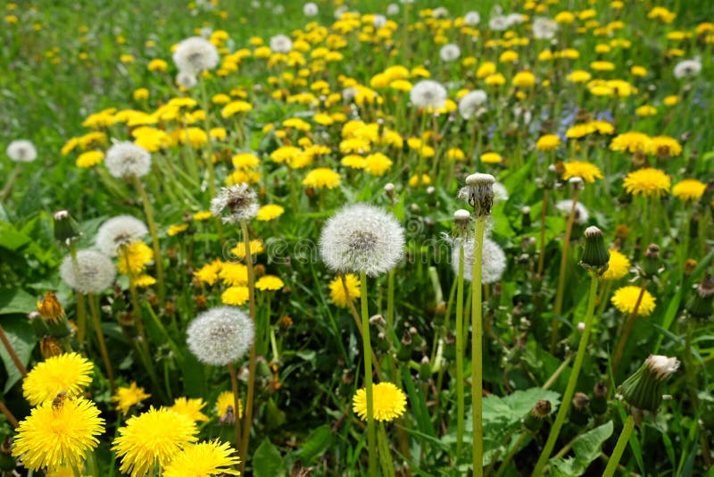 Dandelion Flowers Grow in the Meadow. Spring Wildflowers Stock Photo ...