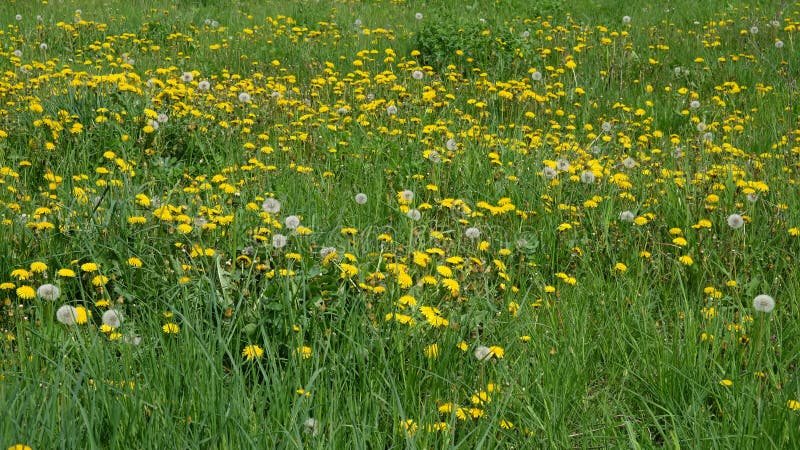 Dandelion Flowers Grow in a Spring Meadow. Background Stock Photo ...
