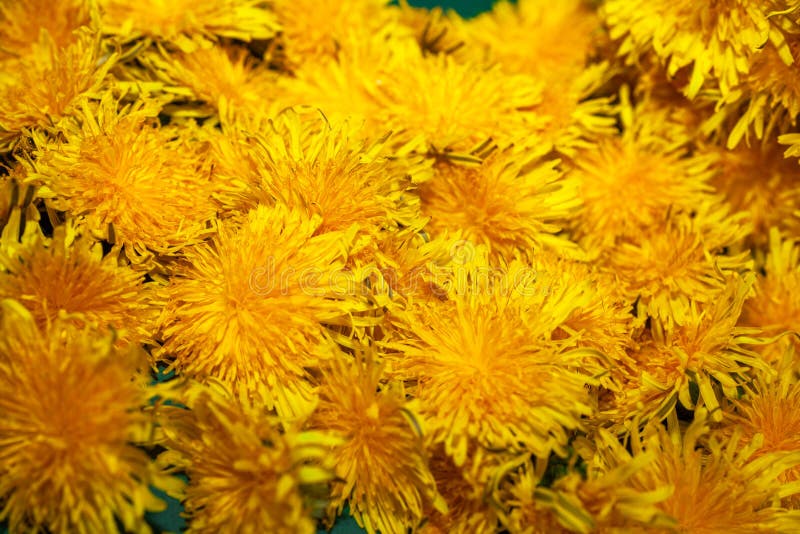 Dandelion Flowers for Making Wine Stock Image - Image of flowers ...