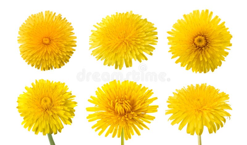 Dandelion flowers set stock image. Image of flower, isolated - 265816087