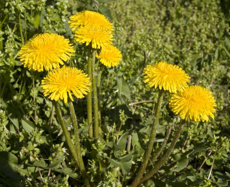 Dandelion Flowers in Spring Stock Photo - Image of dandelions, head ...