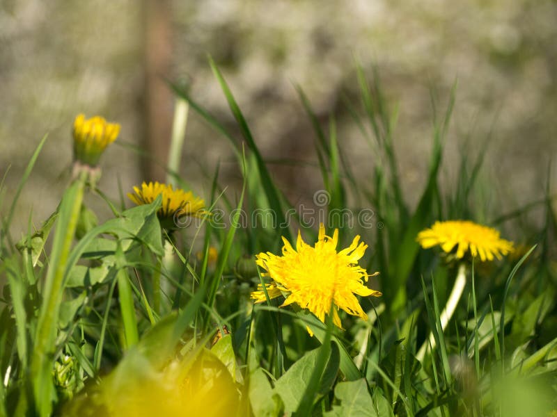 Dandelion Flowers on a Spring Medow Stock Image - Image of nature ...