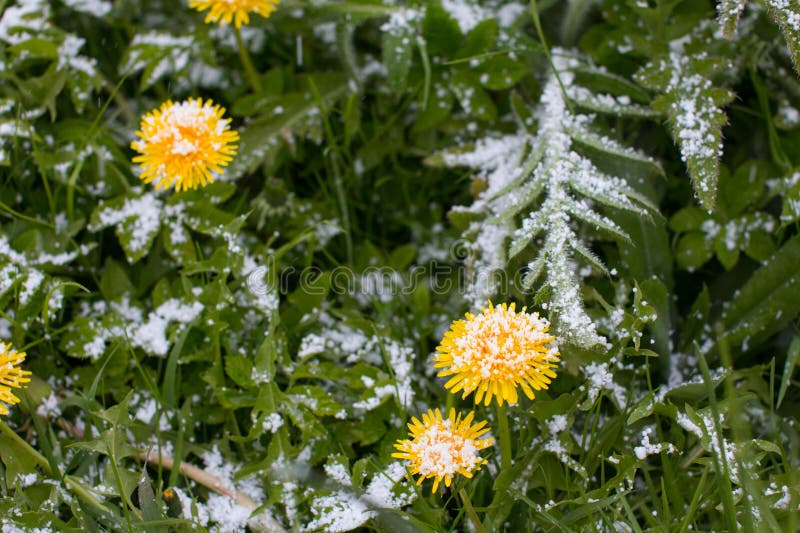 Dandelion Flowers Under the Snow. Stock Photo - Image of snow ...