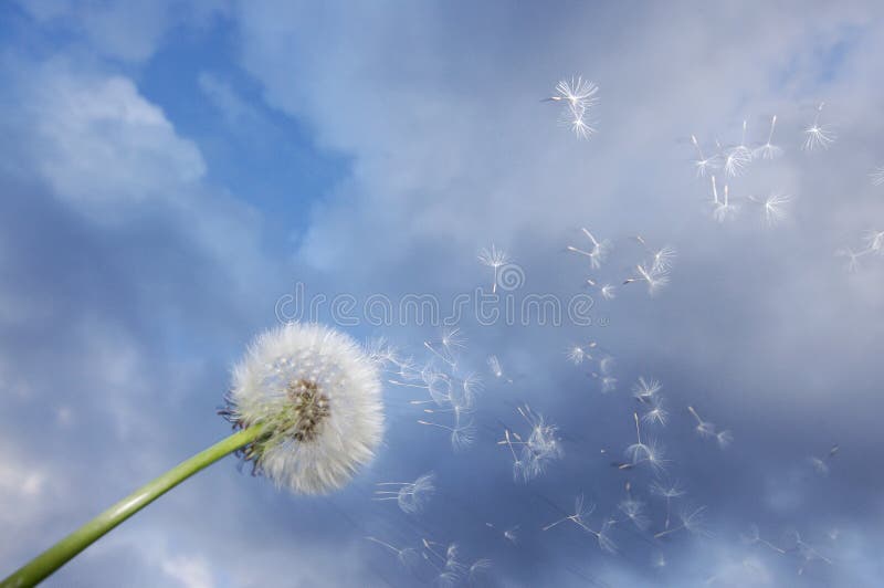 Dandelion Fluff Blown from Wind Stock Image - Image of fragility, flora ...