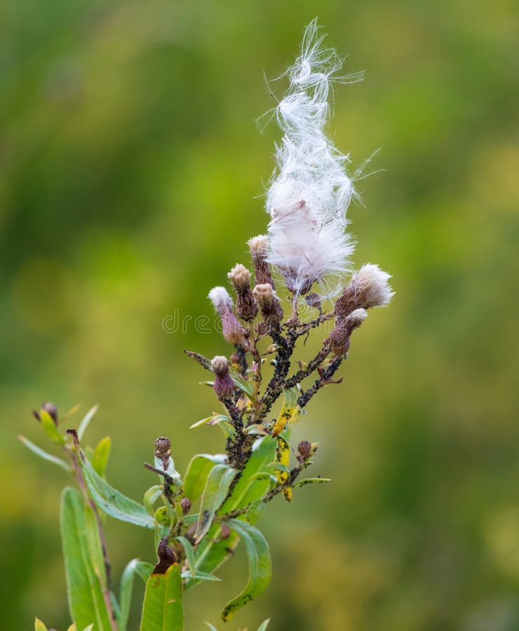 Fluff on a plant in nature stock photo. Image of bright - 172903744