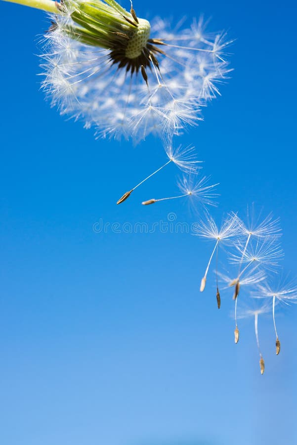 Dandelion Fluff Flying in Air Stock Image - Image of fragile, fluff ...