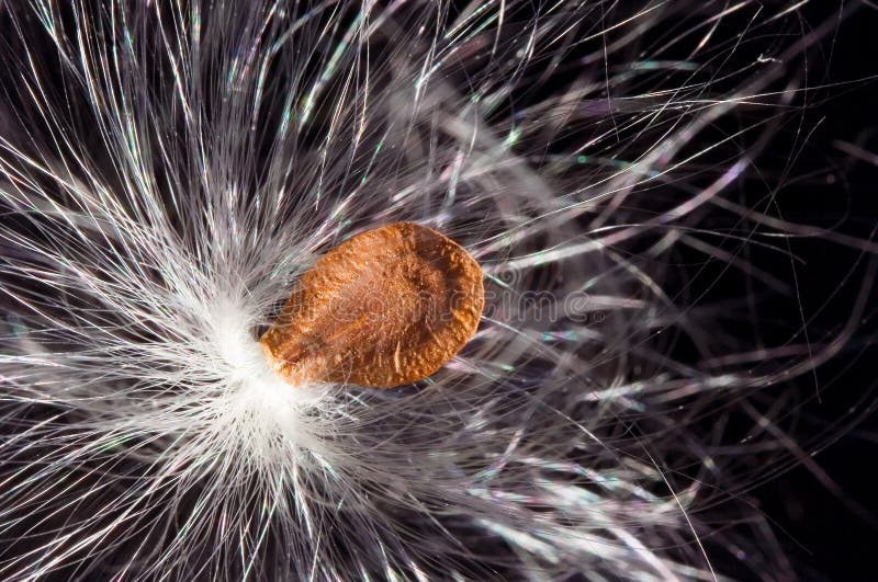Fluffy seed head stock photo. Image of fluffy, dandelion - 15141944