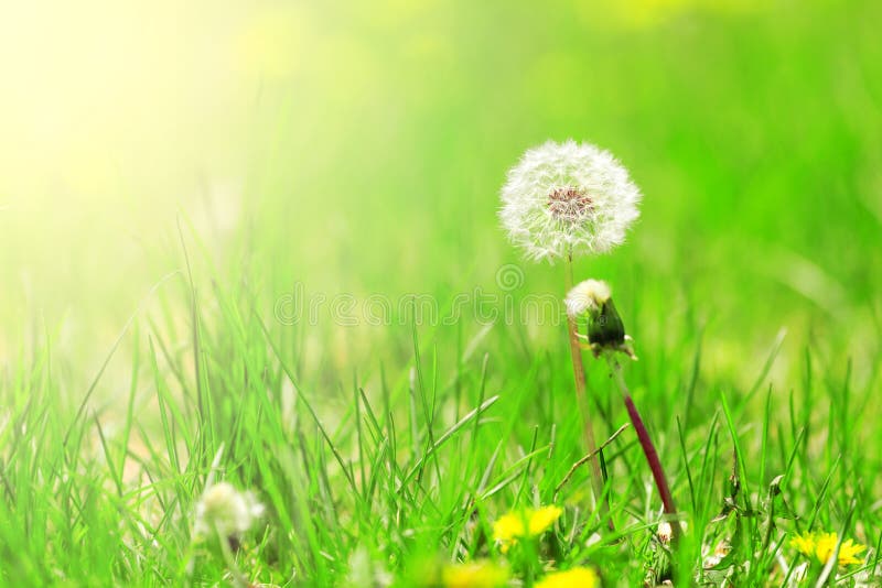 A dandelion flying stock image. Image of beautiful, flying - 116600283
