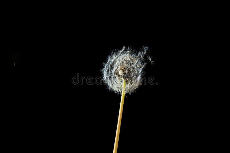 A dandelion flying stock photo. Image of beautiful, dandelion - 116600854