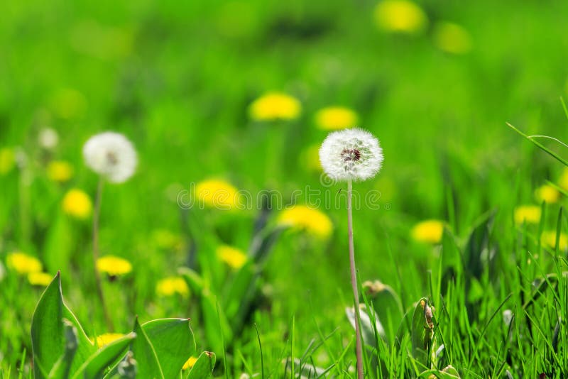 A dandelion flying stock image. Image of help, freedom - 116600511