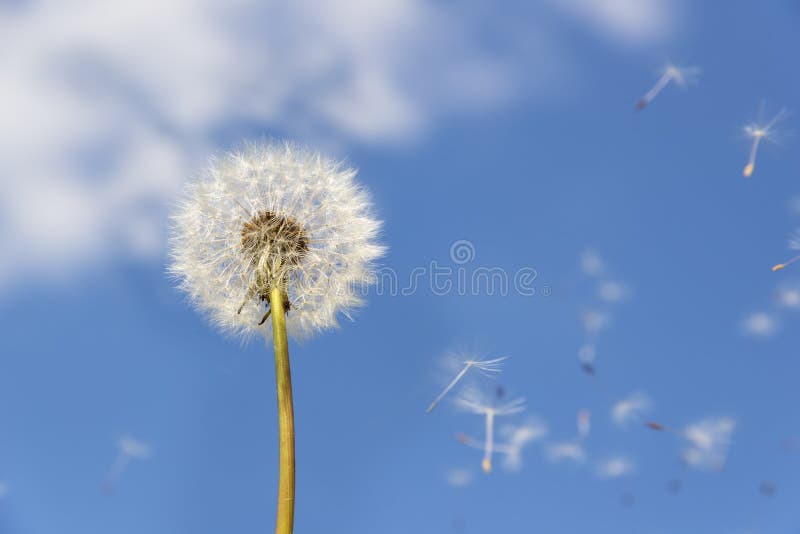 Dandelion flying pollen stock photo. Image of blue, allergy - 51284066