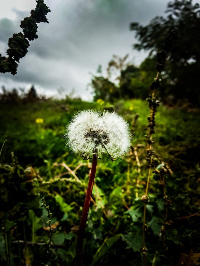 Dandelion stock photo. Image of flower, grass, green - 130478522