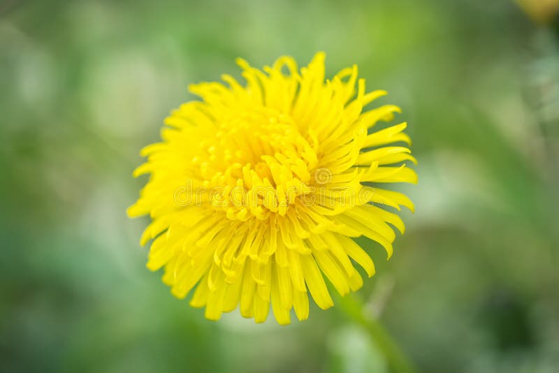Dandelion in the forest stock photo. Image of green - 184455330
