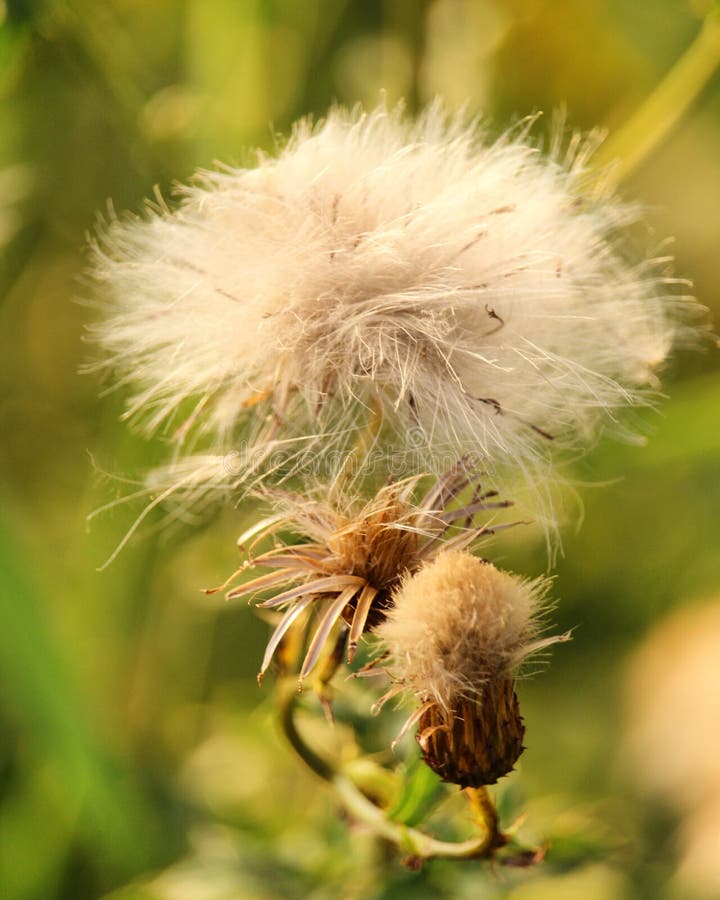 Dandelion stock image. Image of dandelion, nature, forest - 103189385
