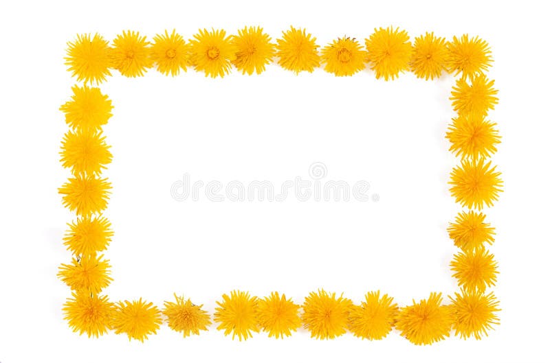 Dandelion - frame stock photo. Image of border, asteraceae - 7563878