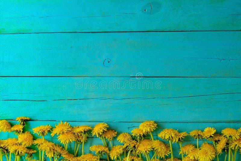 Dandelion Frame on Light Blue Rustic Wood Background Stock Photo ...